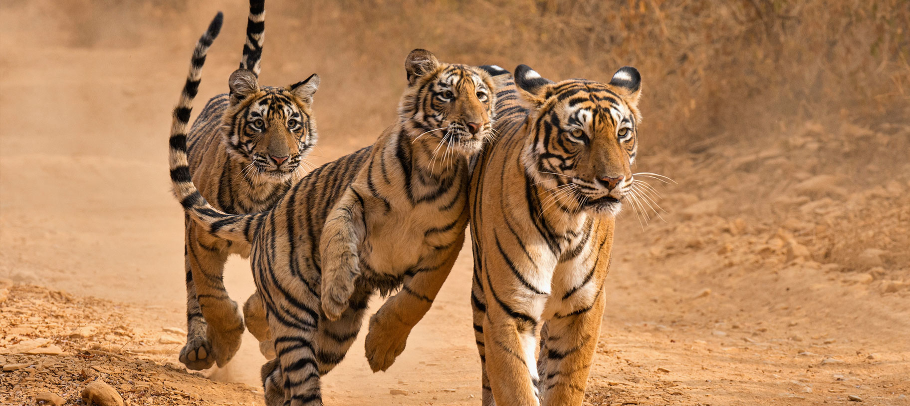 A Journey to India’s Wild Side – Travel Guide Singapore